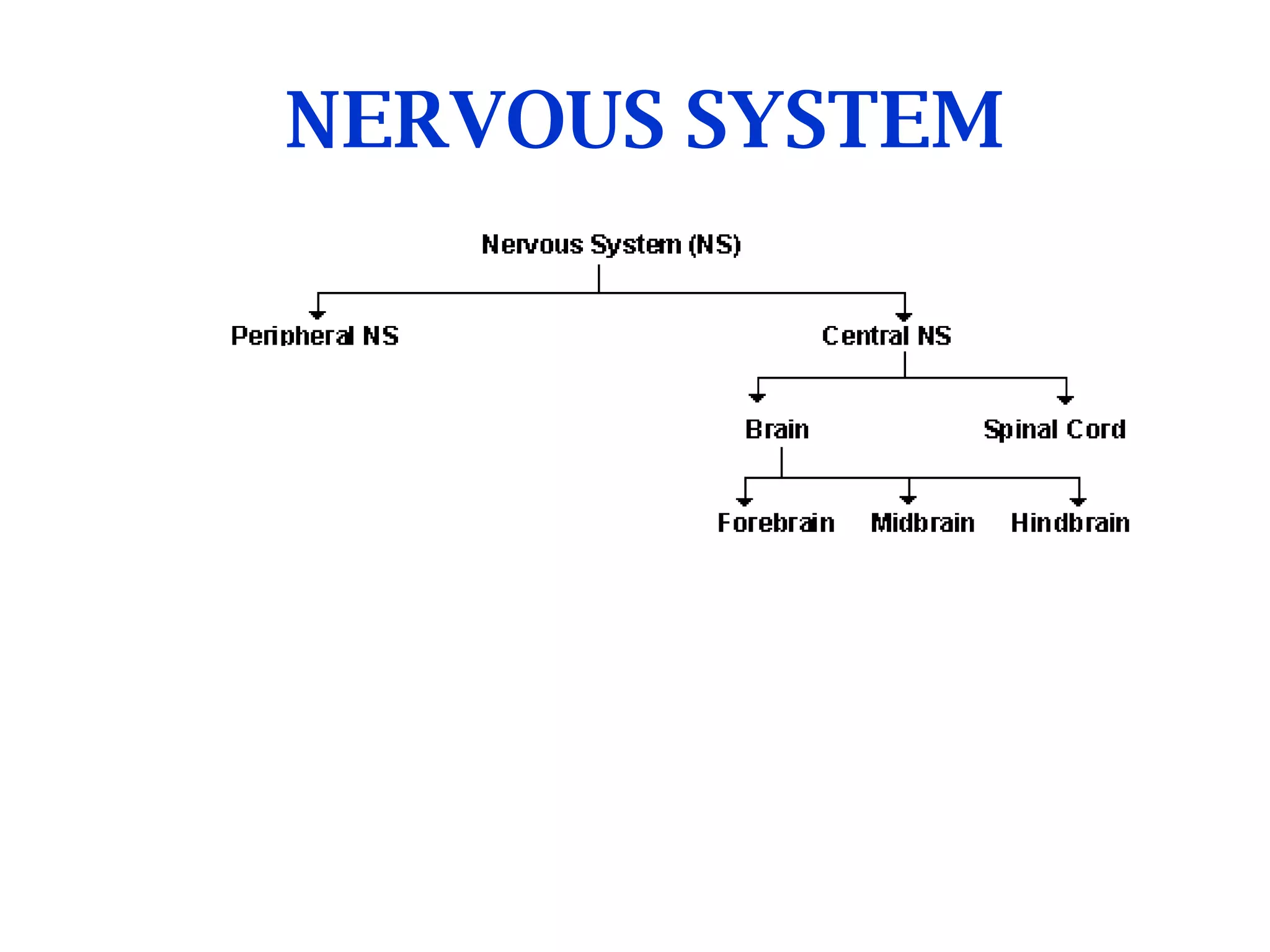 Introduction to nervous system | PPT