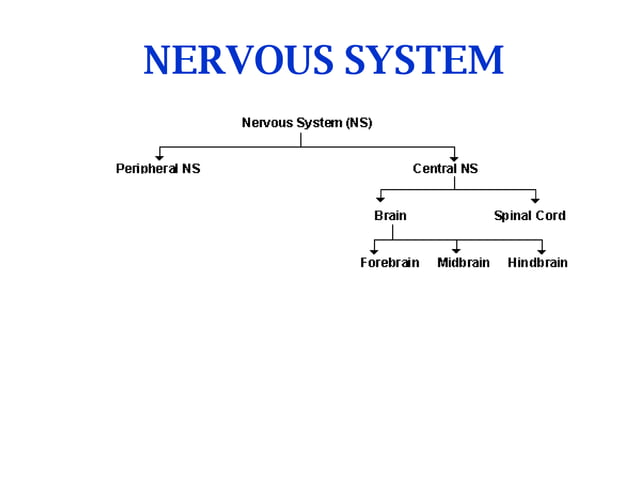 Introduction to nervous system | PPT