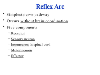 Introduction to nervous system | PPT