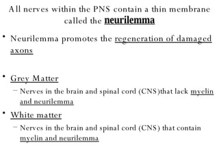 Introduction to nervous system | PPT