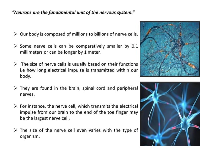 A neural network is a system of intercon | PPT