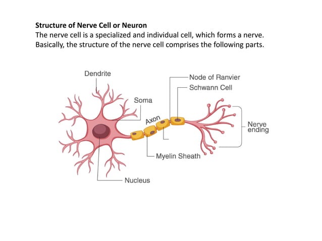 A neural network is a system of intercon | PPT