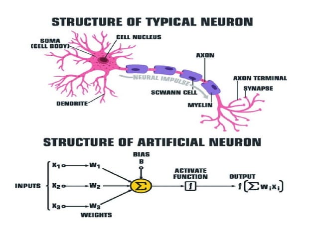 A neural network is a system of intercon | PPT