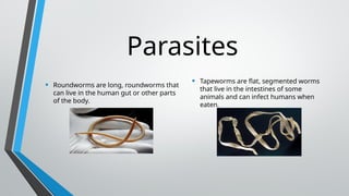 INTRODUCTION TO PARASITOLOGY POWERPOIINT | PPTX