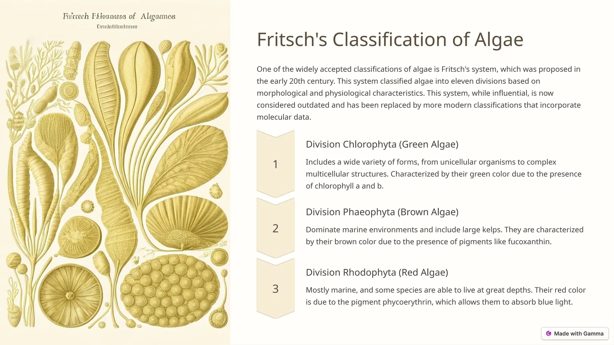 Introduction-to-Phycology.pptx.............. | PPTX