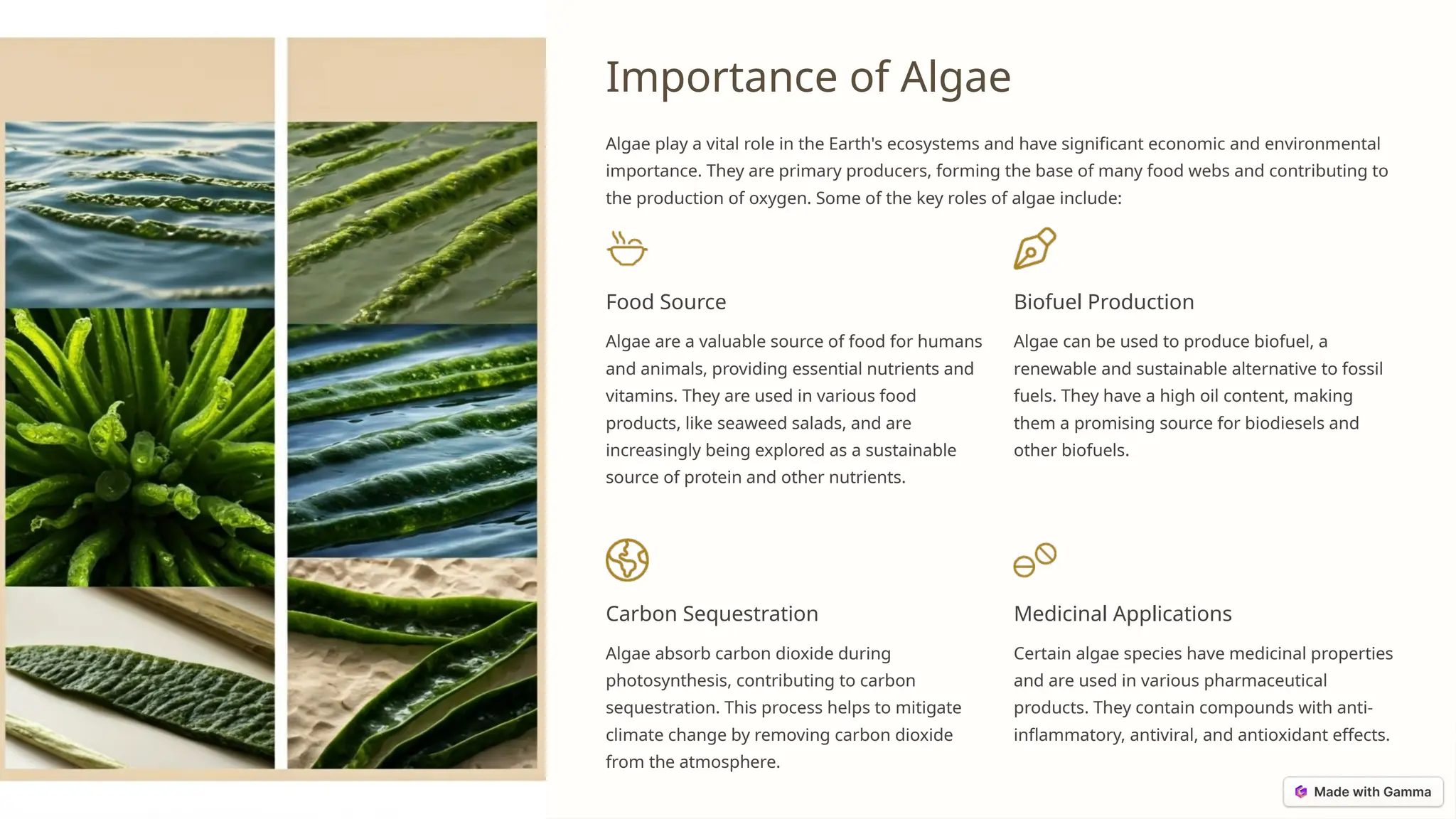 Introduction-to-Phycology.pptx.............. | PPTX