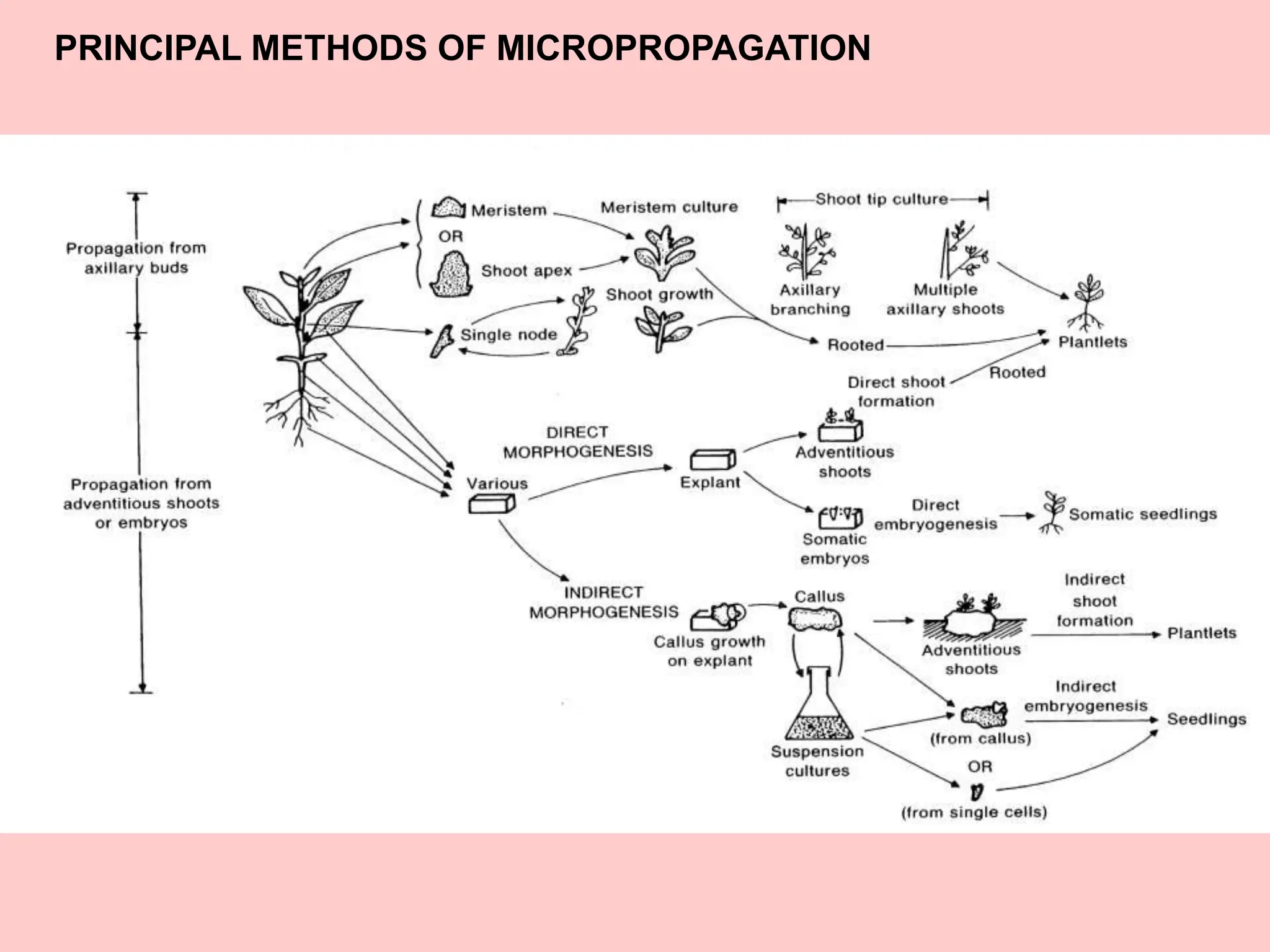 Introduction-to-Plant-Cell-Culture-lec1.ppt