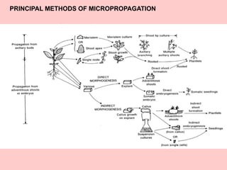 Introduction-to-Plant-Cell-Culture-lec1.ppt | Infertility ...