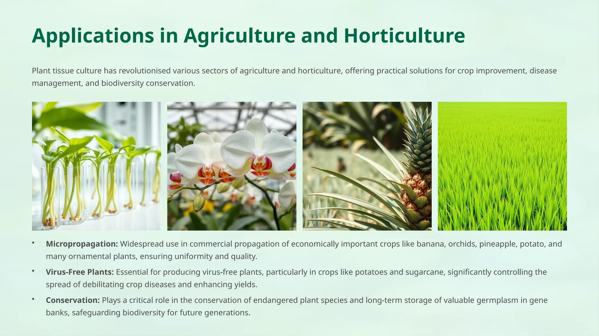 Introduction-to-Plant-Tissue-Culture.pptx