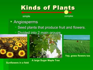 Introduction to-plants-1233859493415311-3 | PPT