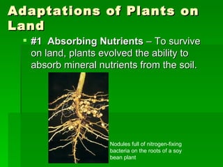Introduction to-plants-1233859493415311-3 | PPT
