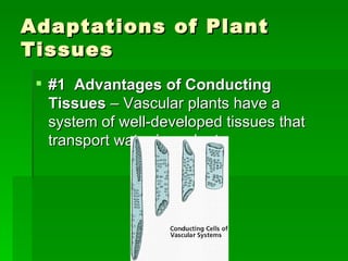 Introduction to-plants-1233859493415311-3 | PPT