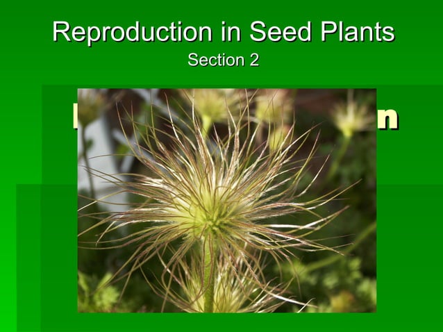 Introduction To Plants | PPT