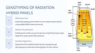 Introduction-to-Radiation-Hybrid-Mapping_(2)[1] - Read-Only.pptx