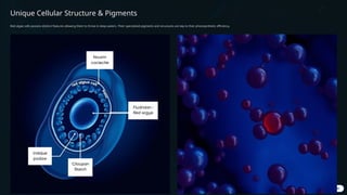 Introduction-to-Red-Algae-Rhodophyta.pptx