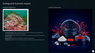 Introduction-to-Red-Algae-Rhodophyta.pptx