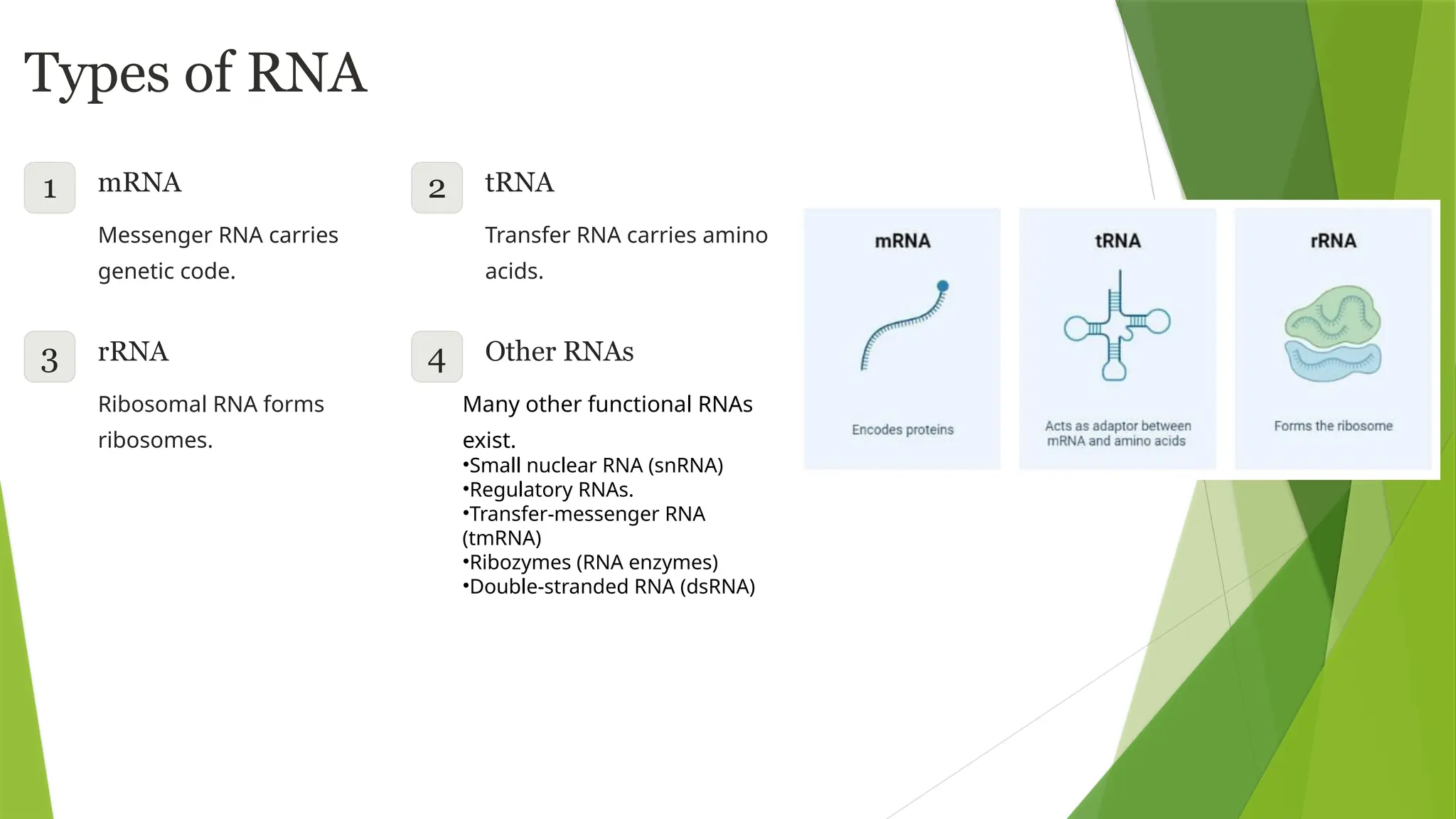 Introduction-to-RNA| Types of RNA| Central Dogma | PPTX