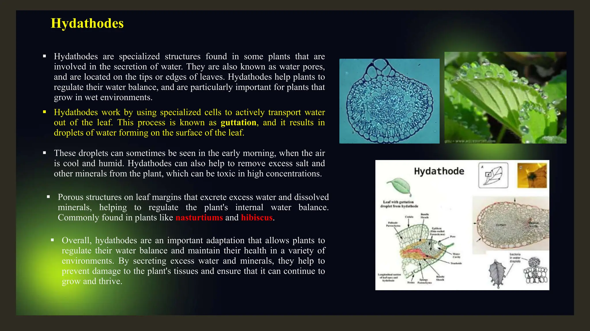 Introduction-to-Secondary-Structures-in-Plants.pptx