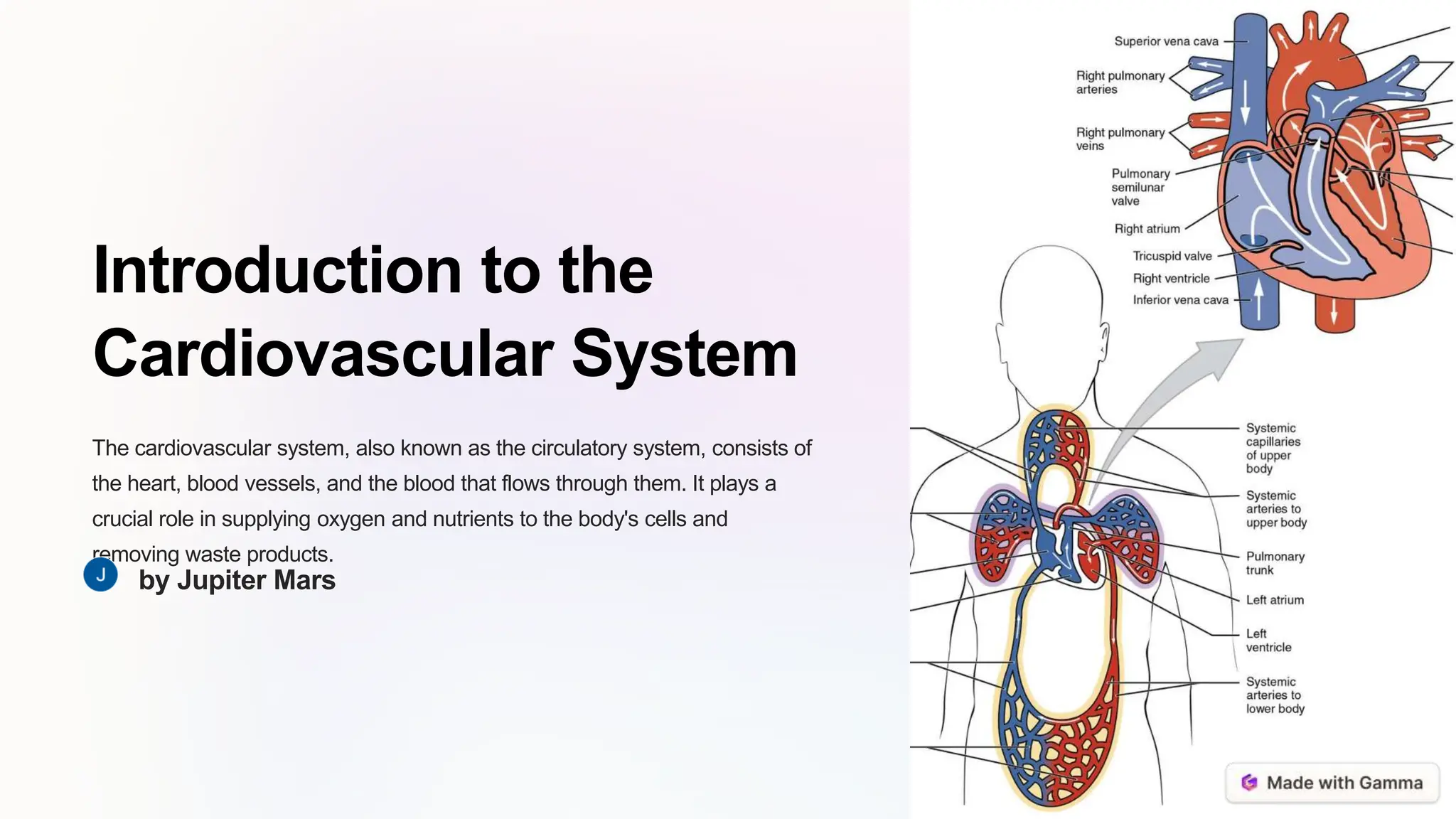 Introduction-to-the-Cardiovascular-System.pptx