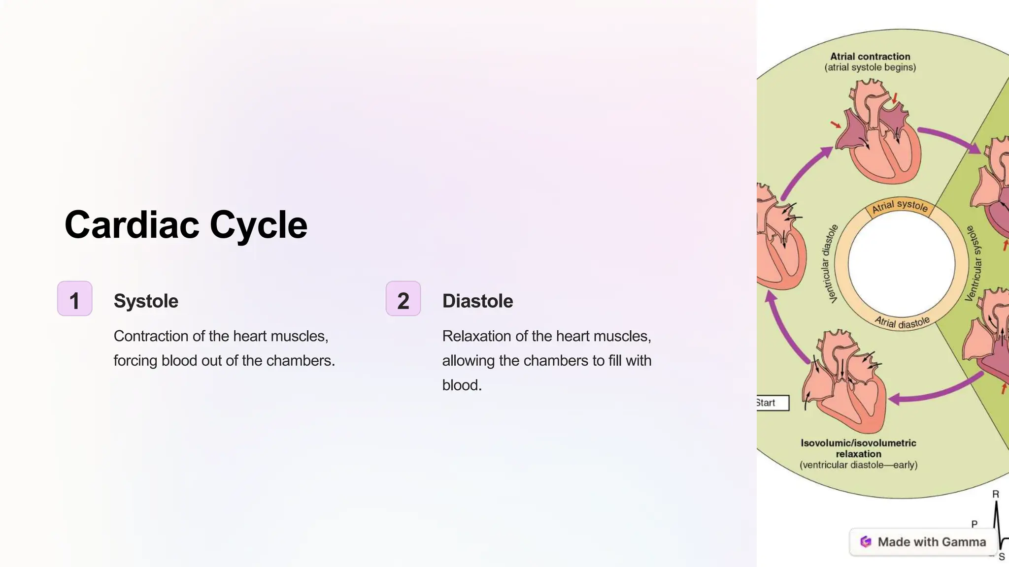 Introduction-to-the-Cardiovascular-System.pptx