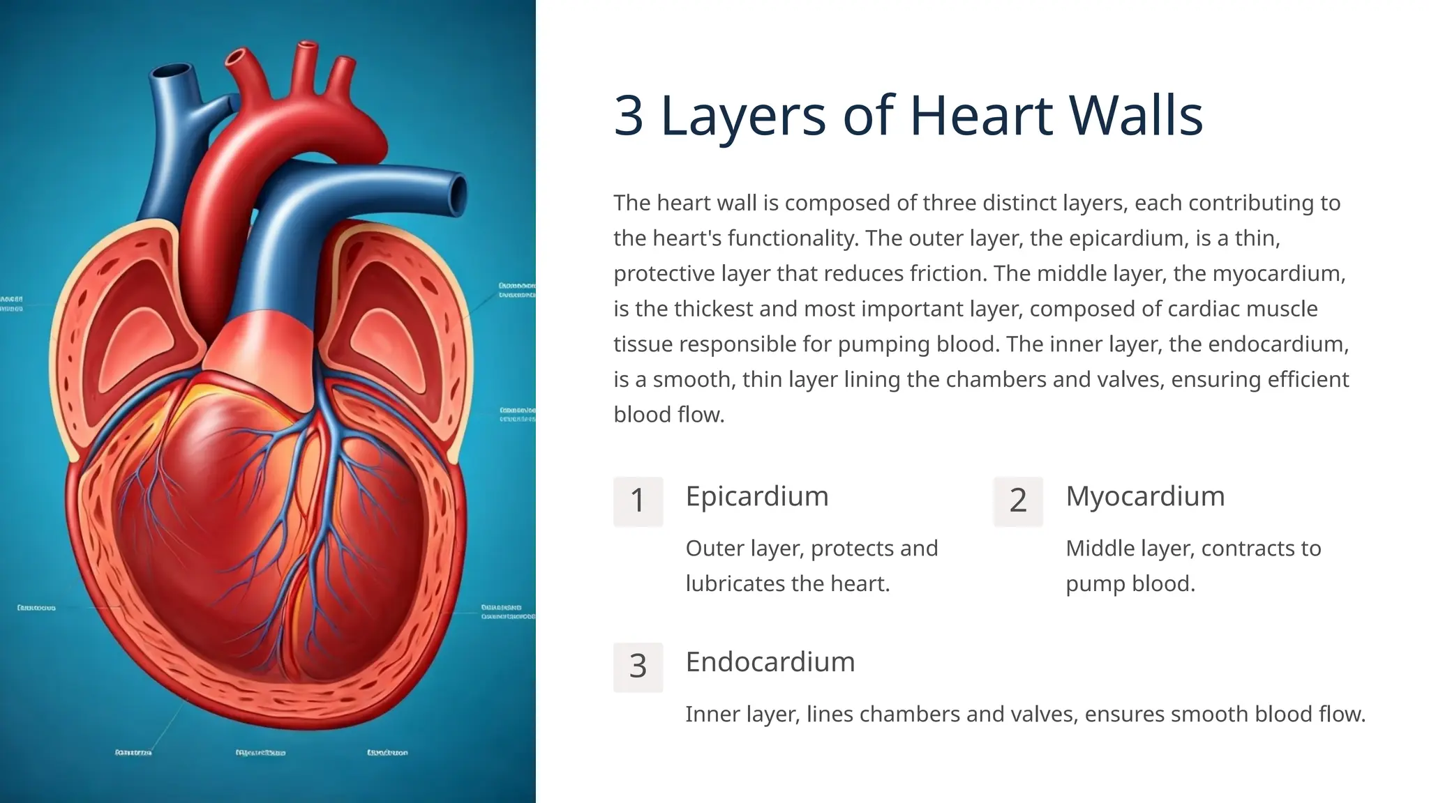 Introduction to the Cardiovascular System on Slideshare by Raj Kumar ...