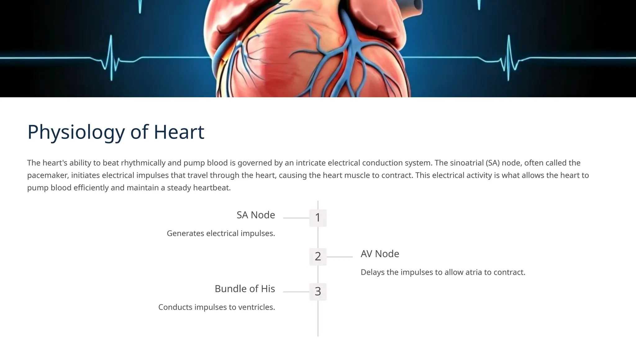 Introduction to the Cardiovascular System on Slideshare by Raj Kumar ...