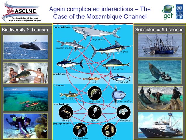 Introduction to the ecosystem approach as a framework for management of ...