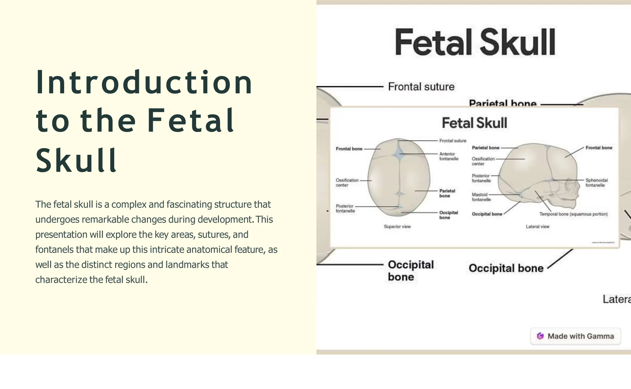 Introduction-to-the-Fetal-Skull.pptx obstetrics and gy | PPTX