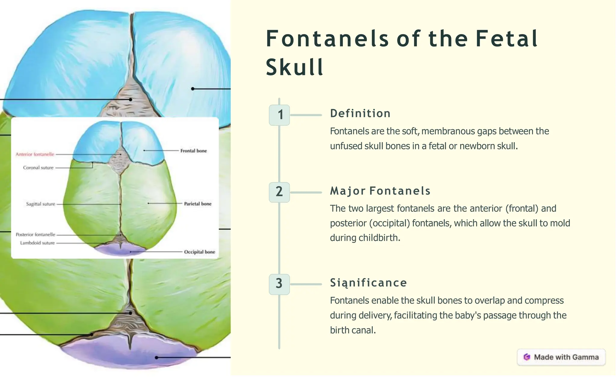 Introduction-to-the-Fetal-Skull.pptx obstetrics and gy | PPTX
