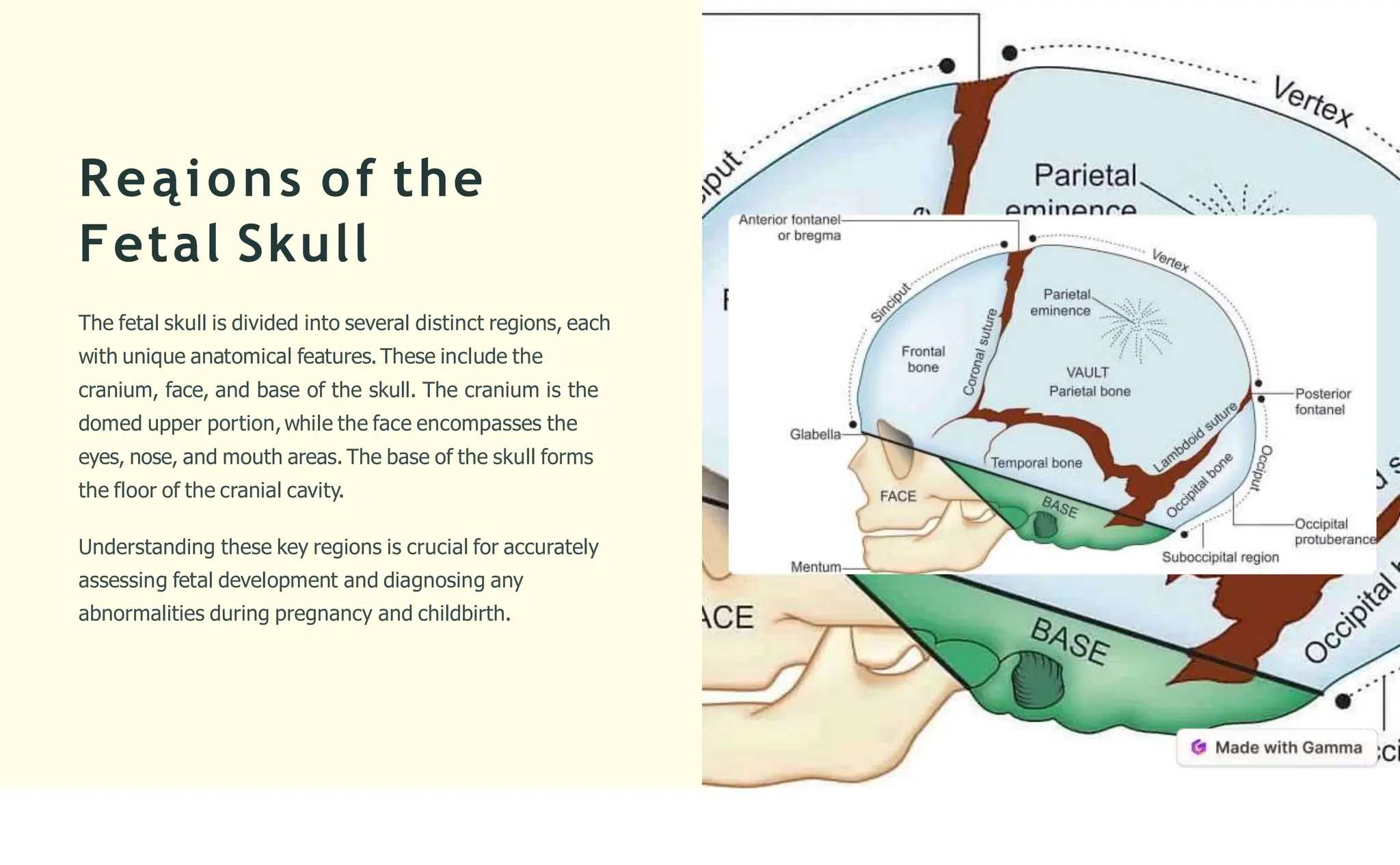Introduction-to-the-Fetal-Skull.pptx obstetrics and gy | PPTX