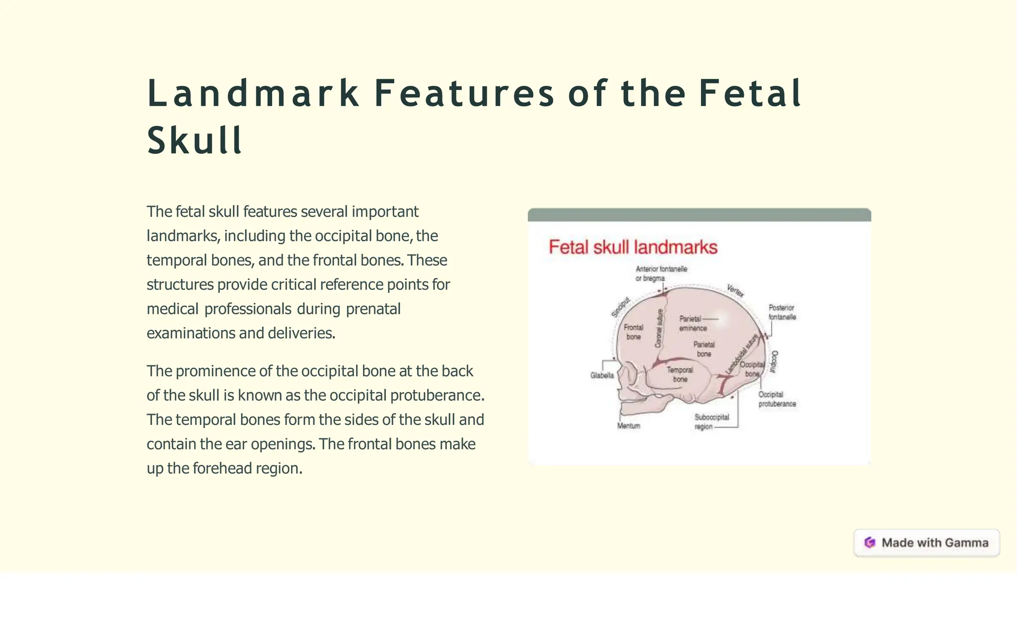 Introduction-to-the-Fetal-Skull.pptx obstetrics and gy | PPTX