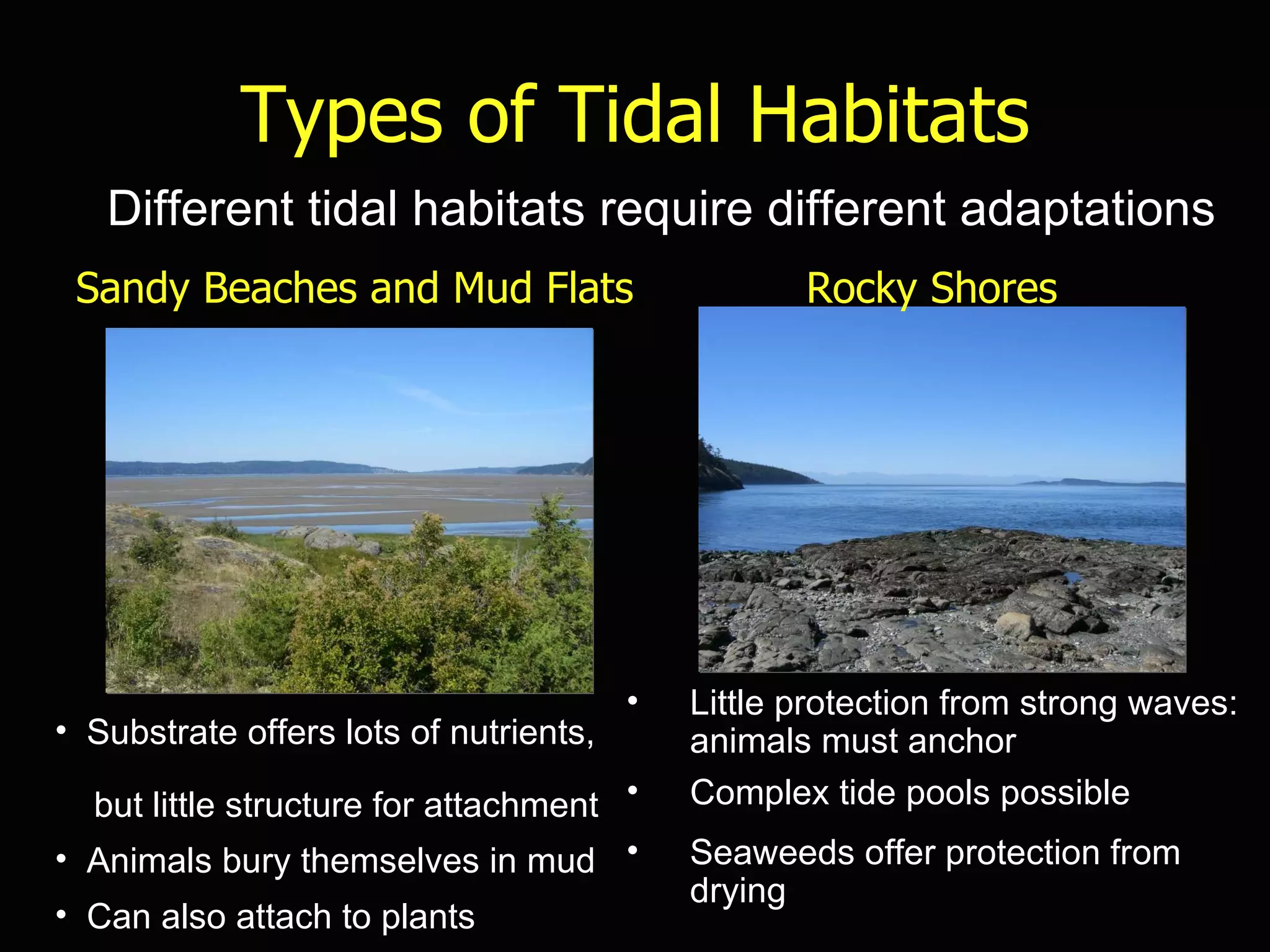 Introduction to-the-intertidal | PPT