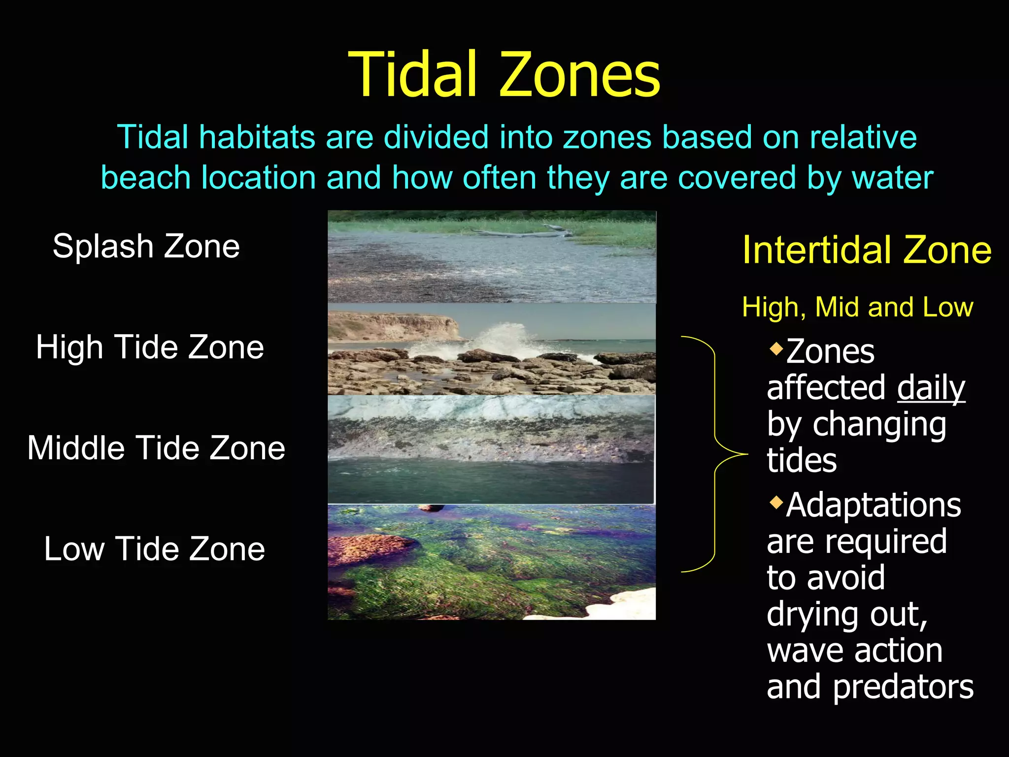 Introduction to-the-intertidal | PPT