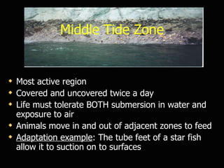 Introduction to-the-intertidal | PPT
