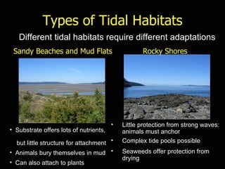 Introduction to-the-intertidal | PPT