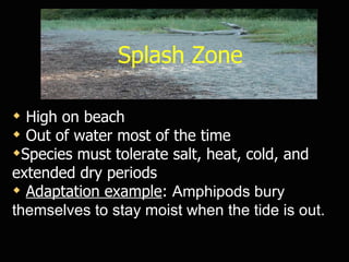Introduction to-the-intertidal | PPT