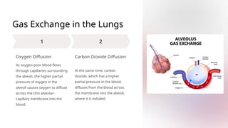 Introduction to the Respiratory System on Slideshare by Raj Kumar ...