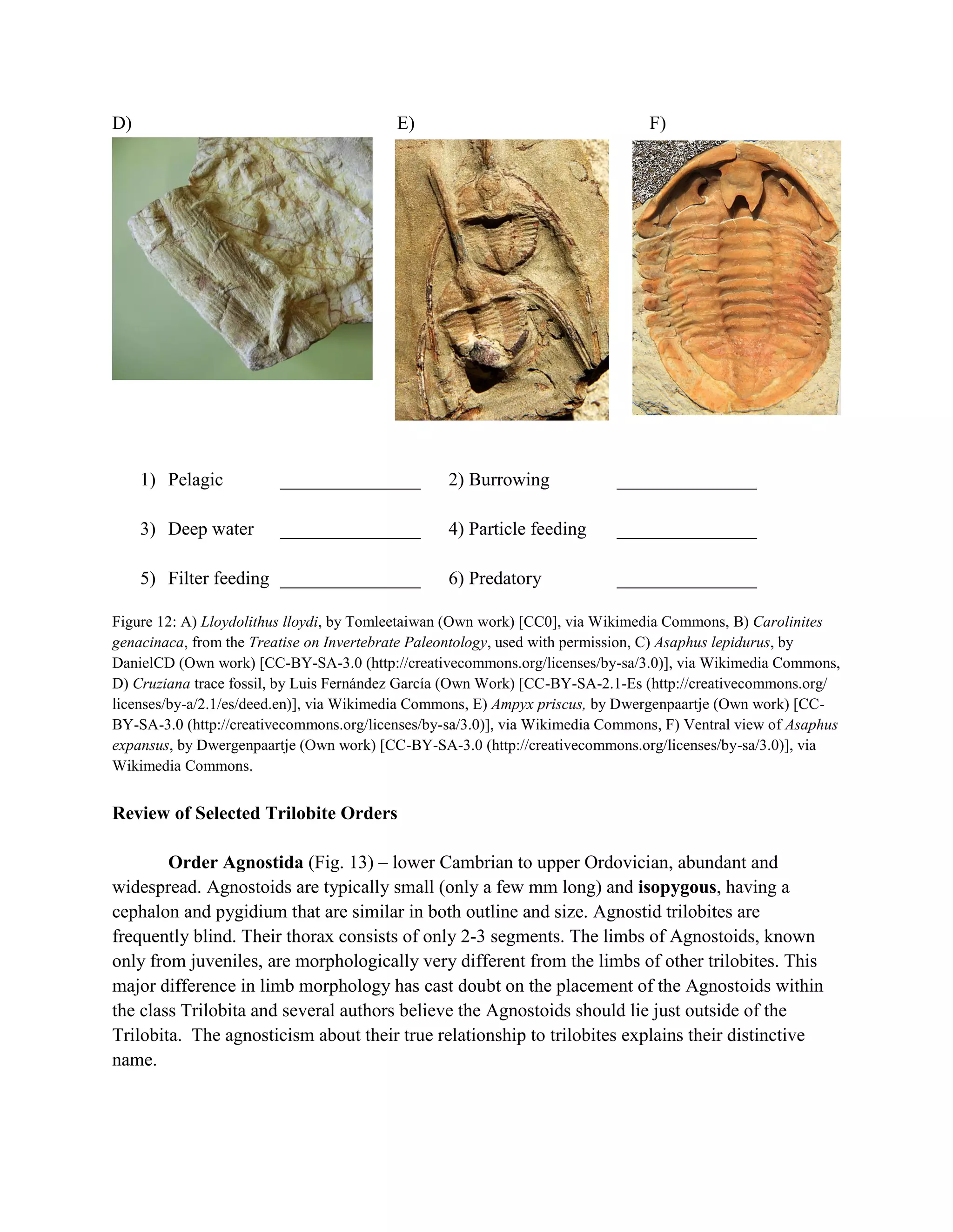 Introduction to-the-trilobites | PDF
