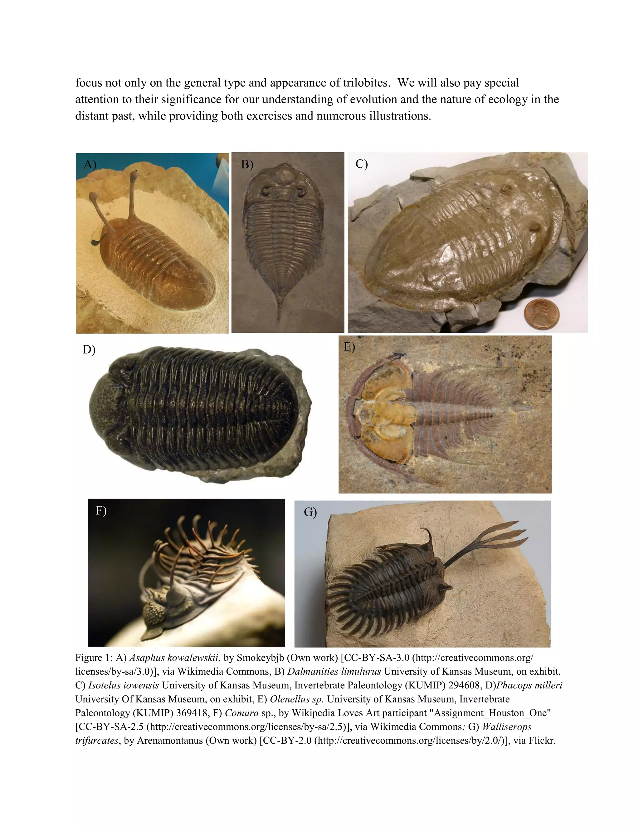 Introduction to-the-trilobites | PDF