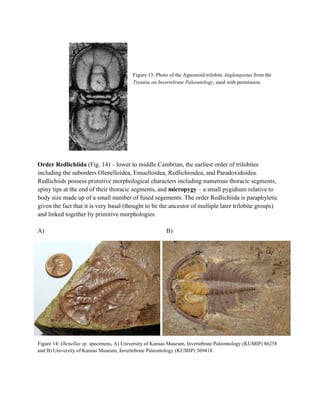 Introduction to-the-trilobites | PDF
