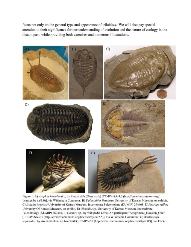 Introduction to-the-trilobites | PDF