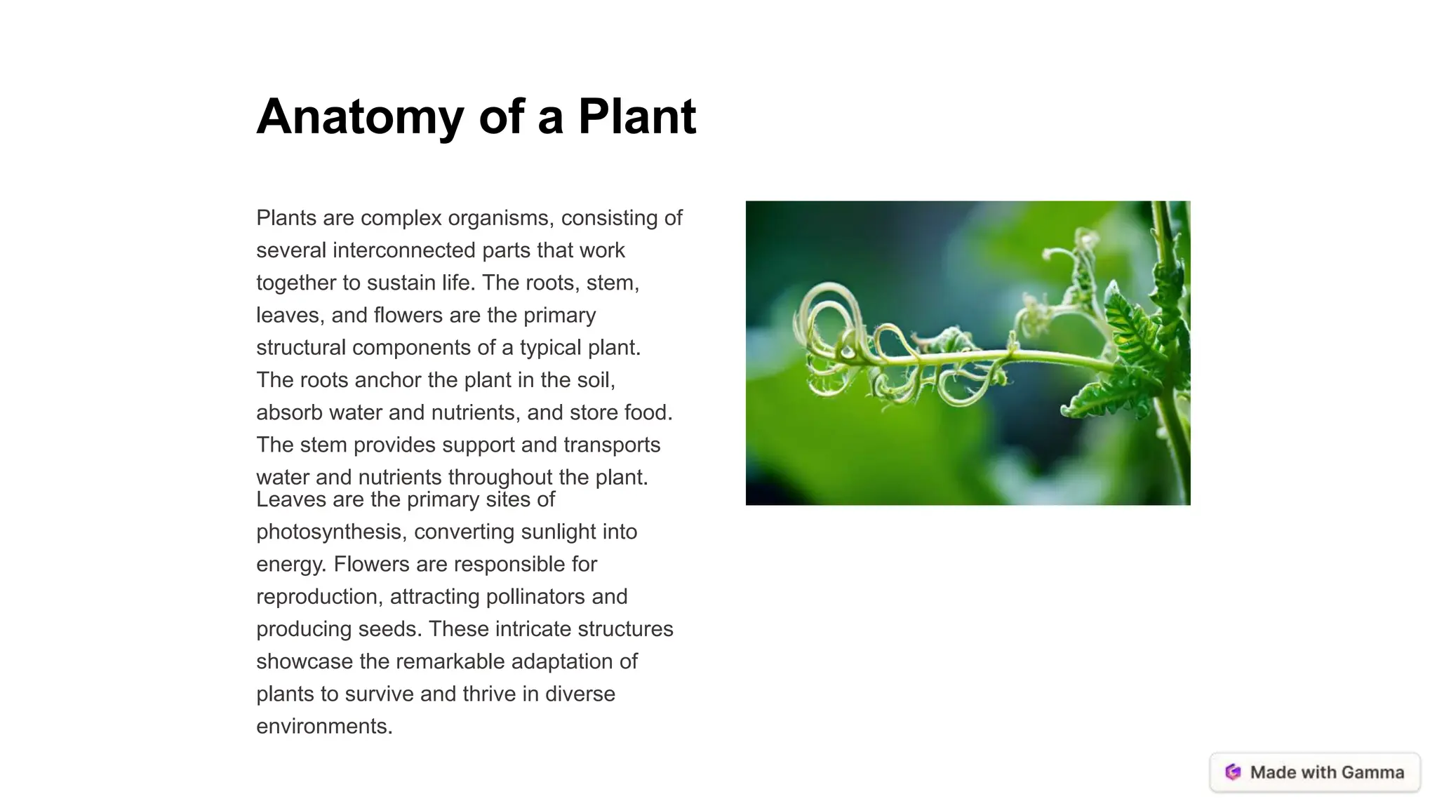 Introduction-to-the-World-of-Plants.pptx | Infertility | Reproductive ...