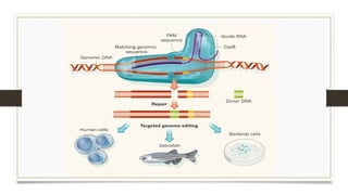 Introduction-to-Transgenic-and-Genome-Edited-Animals (1).pptx