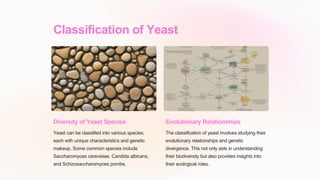 Introduction to Yeast ppt.pptx structure of yeast | PPTX