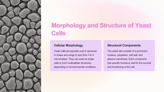 Introduction to Yeast ppt.pptx structure of yeast | PPTX