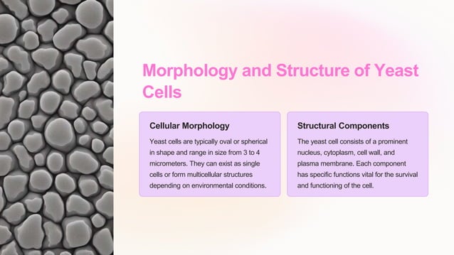 Introduction to Yeast ppt.pptx structure of yeast | PPTX | Biological Sciences | Science