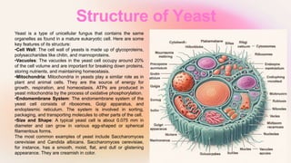 Introduction to Yeast ppt.pptx structure of yeast | PPTX