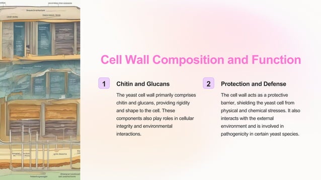 Introduction to Yeast ppt.pptx structure of yeast | PPTX | Biological ...