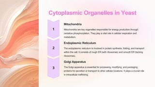 Introduction to Yeast ppt.pptx structure of yeast | PPTX