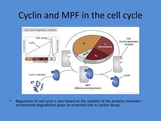 Introduction (1).pptx